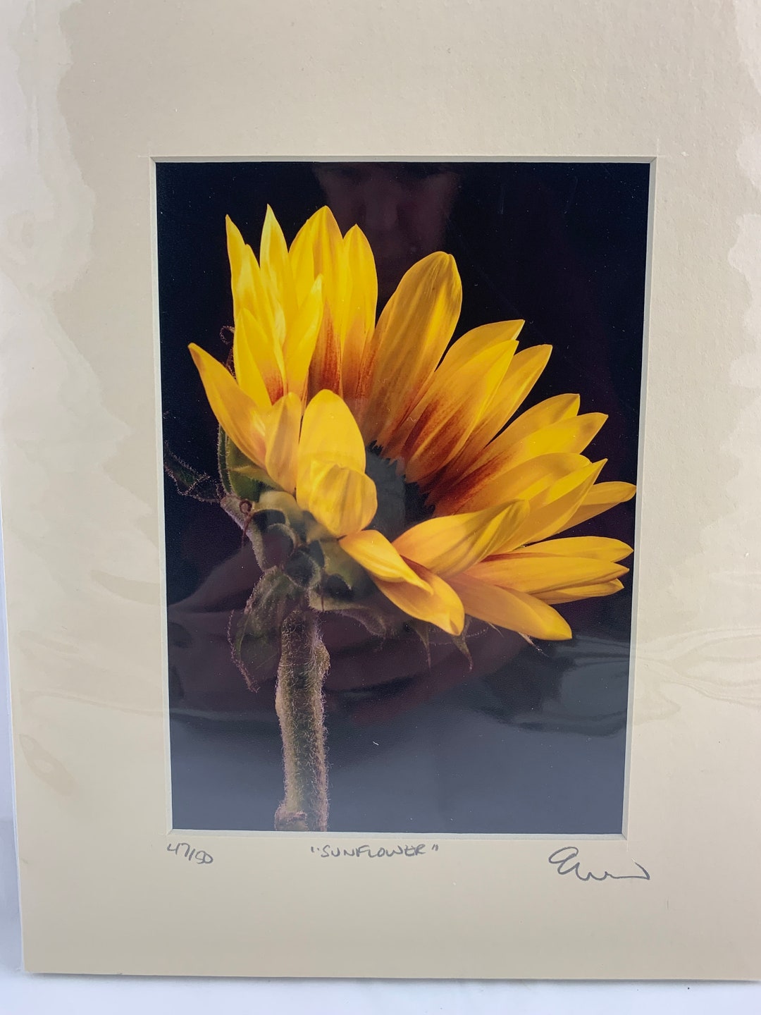 Upright Sunflower, Signed and Numbered Digital Print, 5x7 Photo Matted ...