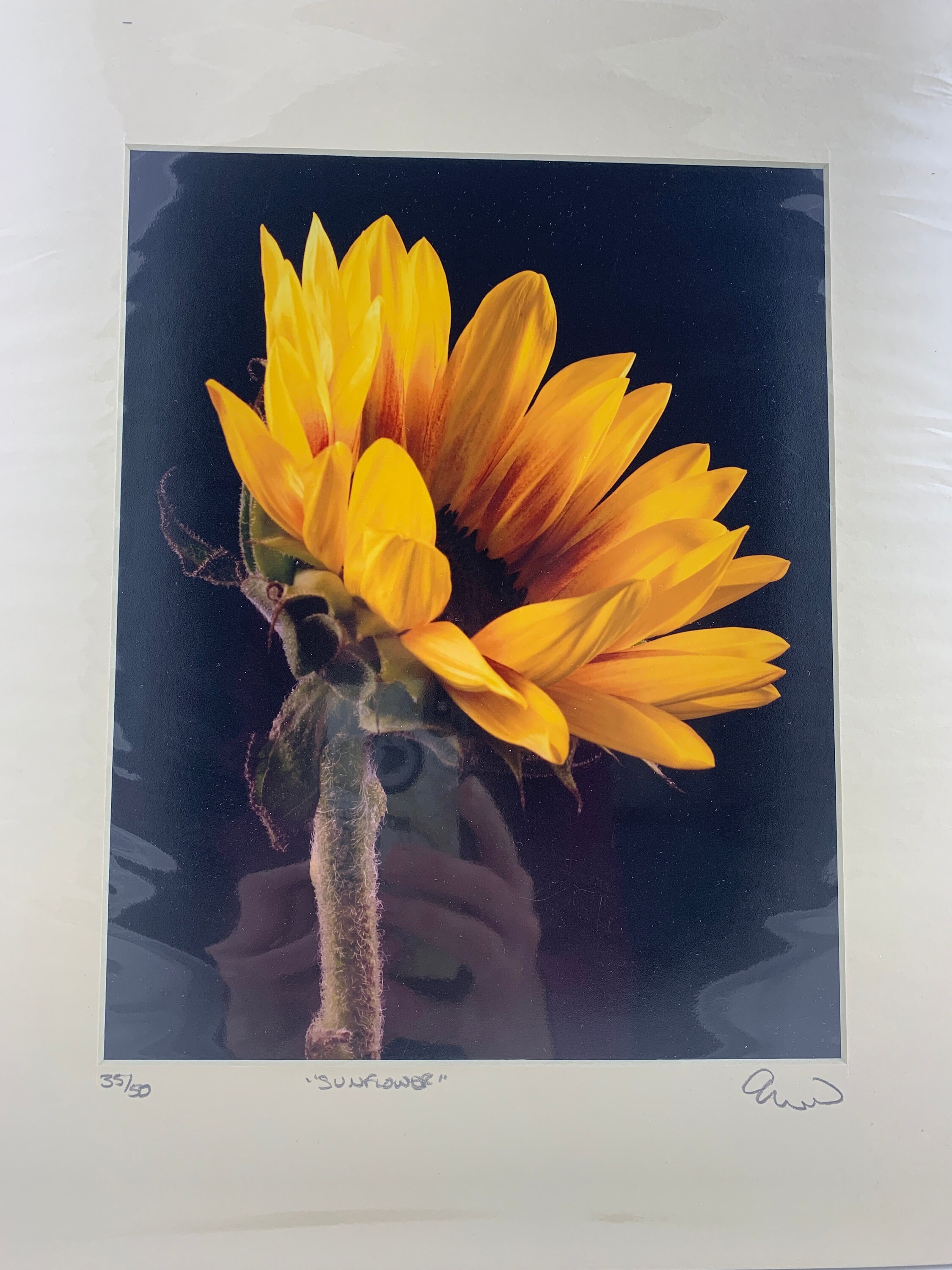 Vertical Sunflower, Signed and Numbered Print, 8x10 Photo Matted Into ...