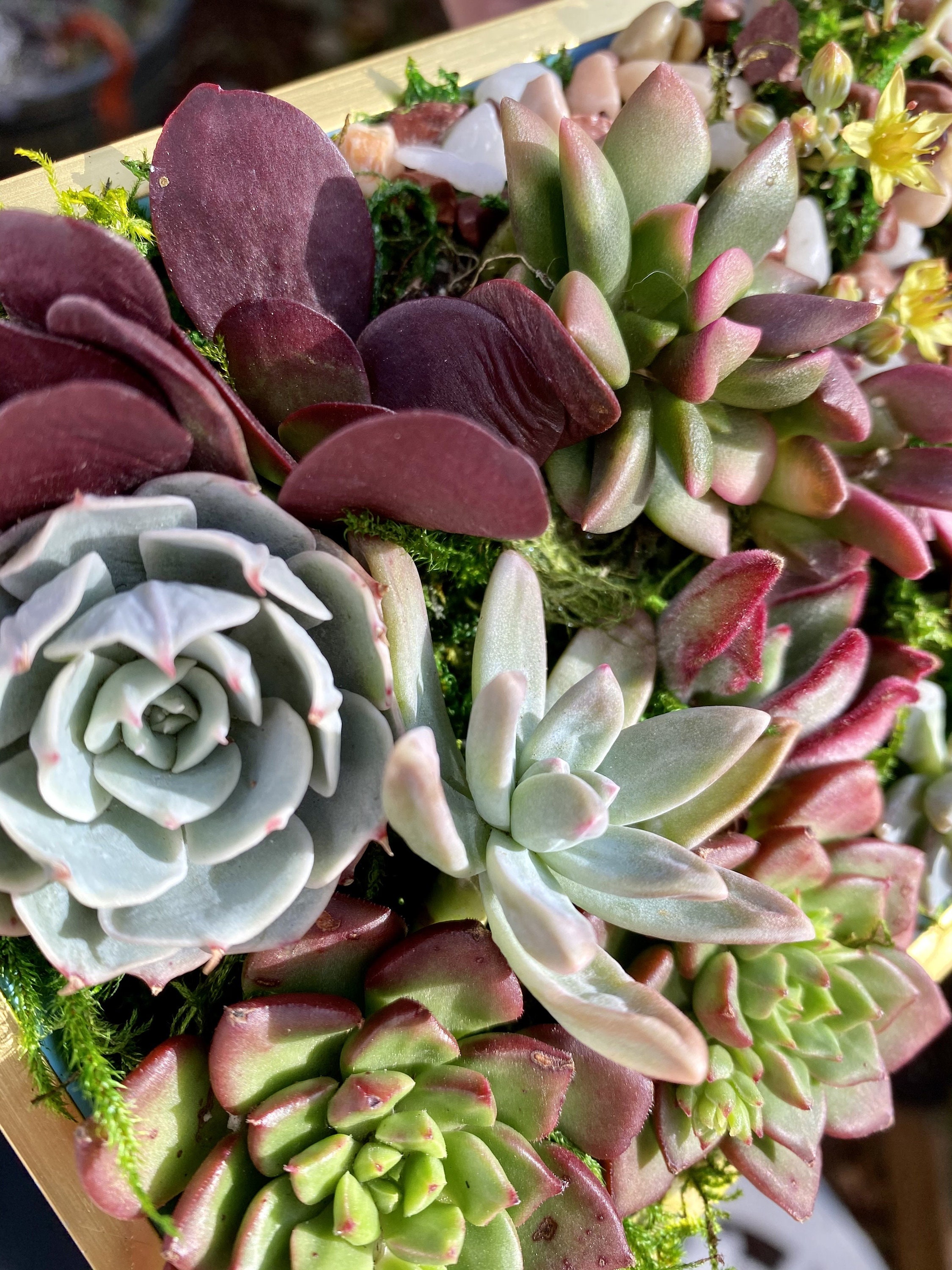 Framed Succulent Arrangement | Etsy