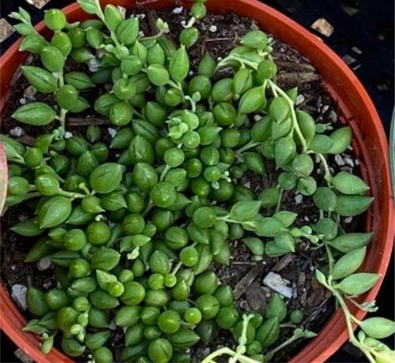Succulents (tear) 8 Inch - Etsy