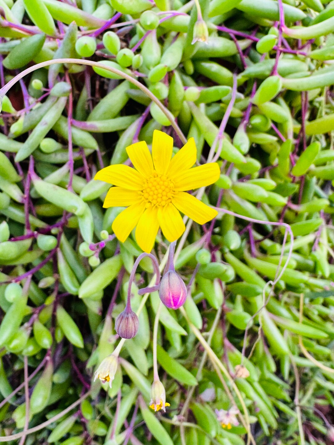 Othonna Capensis “ruby Necklace” - Etsy
