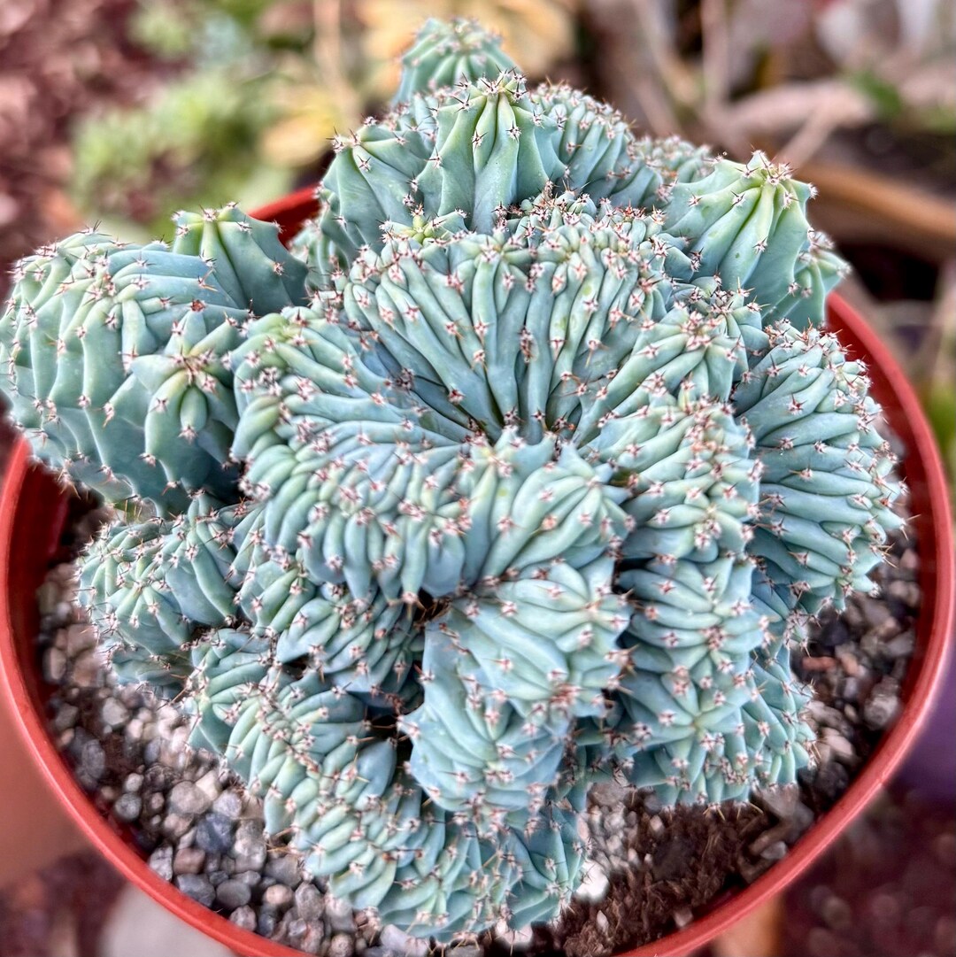 Crested Blue Myrtle Cactus 6 Inch - Etsy