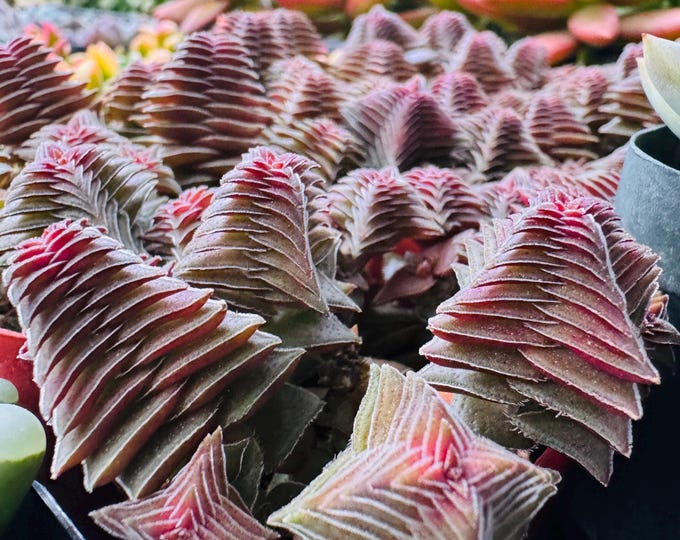 Crassula Tabularis “pagoda Village” - Etsy