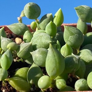 Succulents (tear) - Etsy