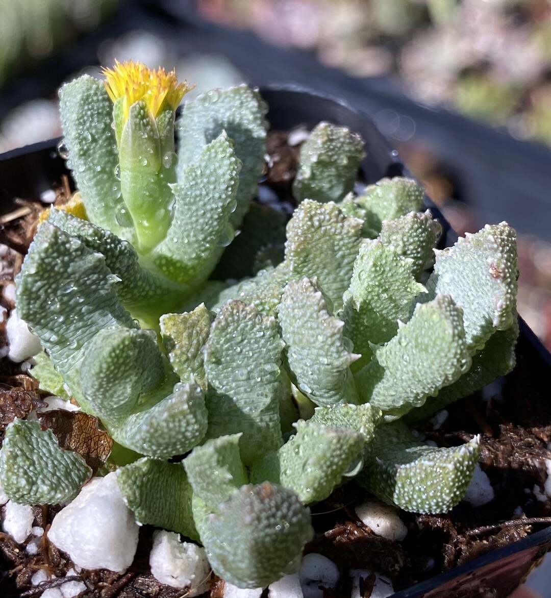 Aloinopsis “luckhoffii” 2 Inch - Etsy