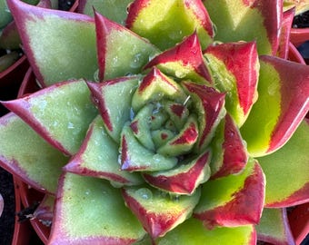 Echeveria 'lipstick' Succulent: Rare Agavoides Form, Red Edged Live ...
