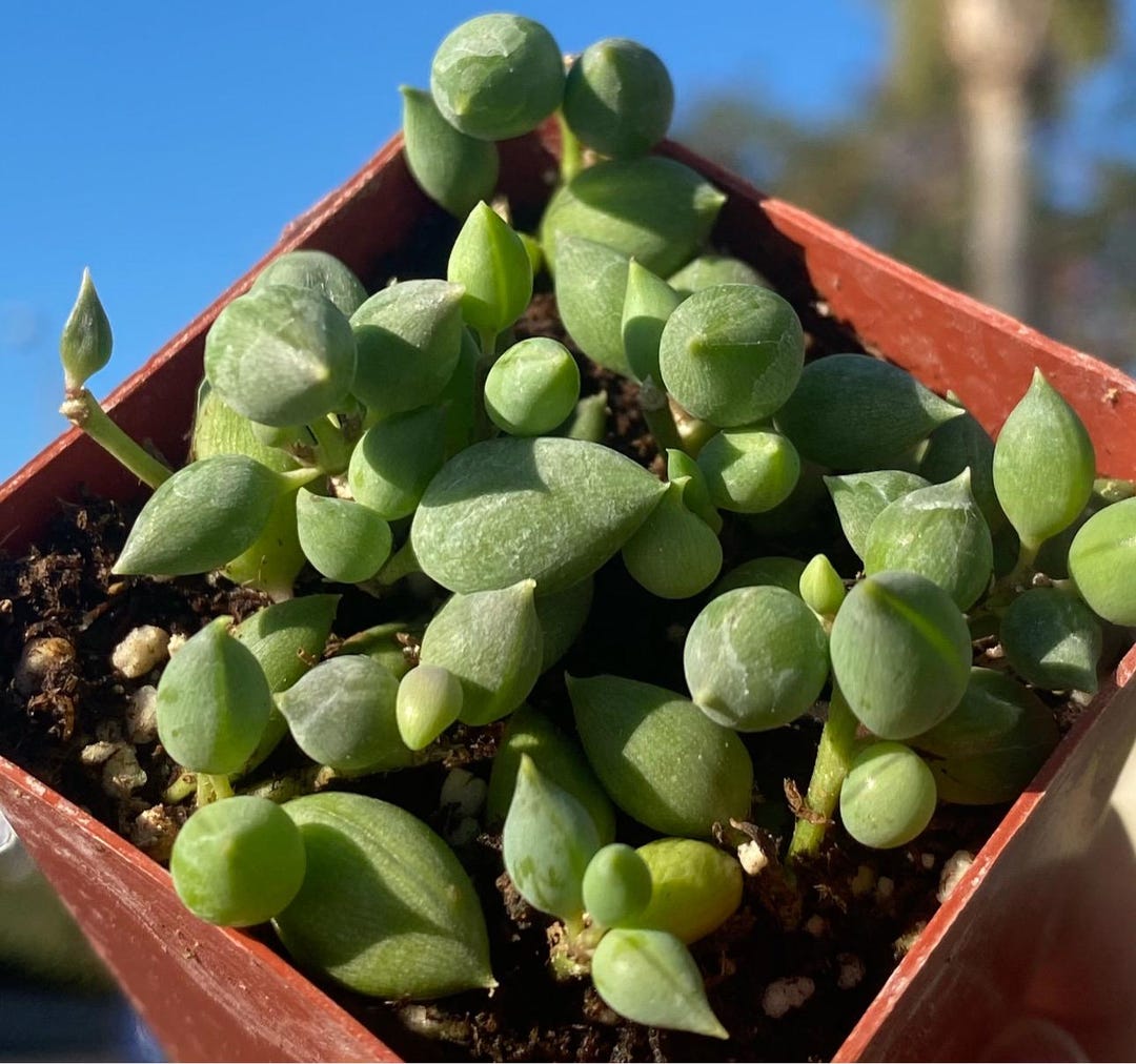 Succulents (tear) - Etsy