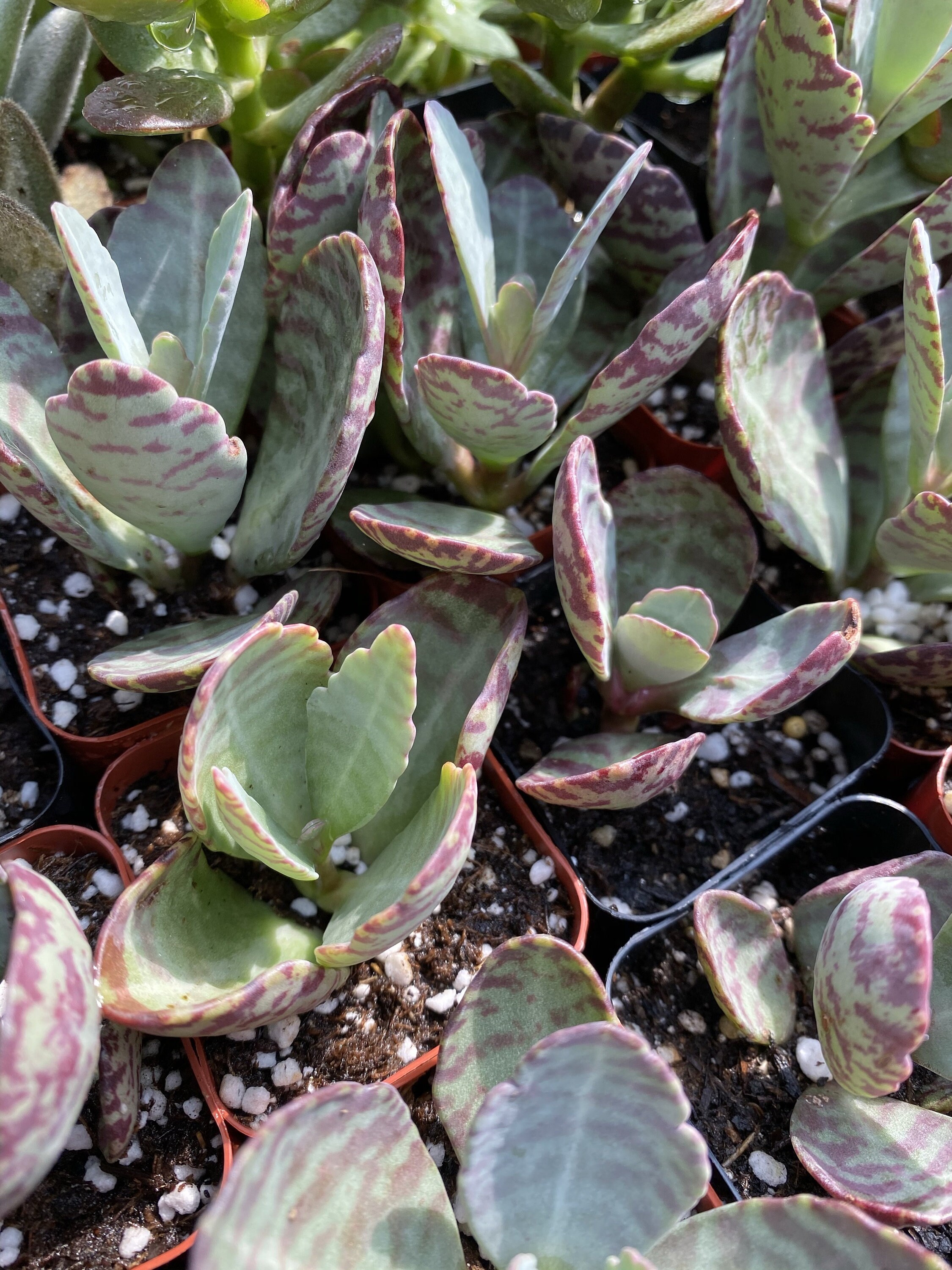 Kalanchoe Humilis desert Surprise - Etsy
