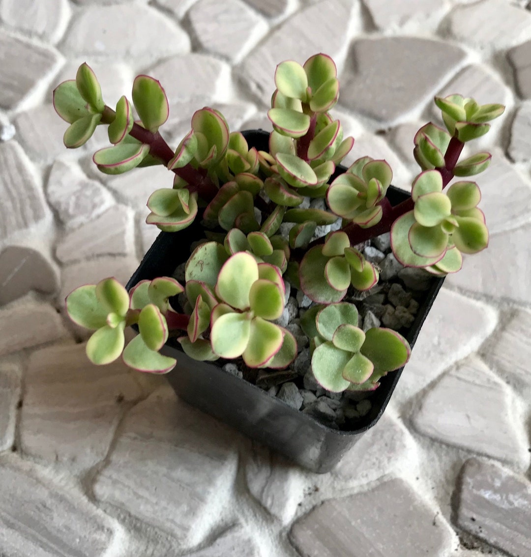 Portulacaria Afra Variegata - Etsy