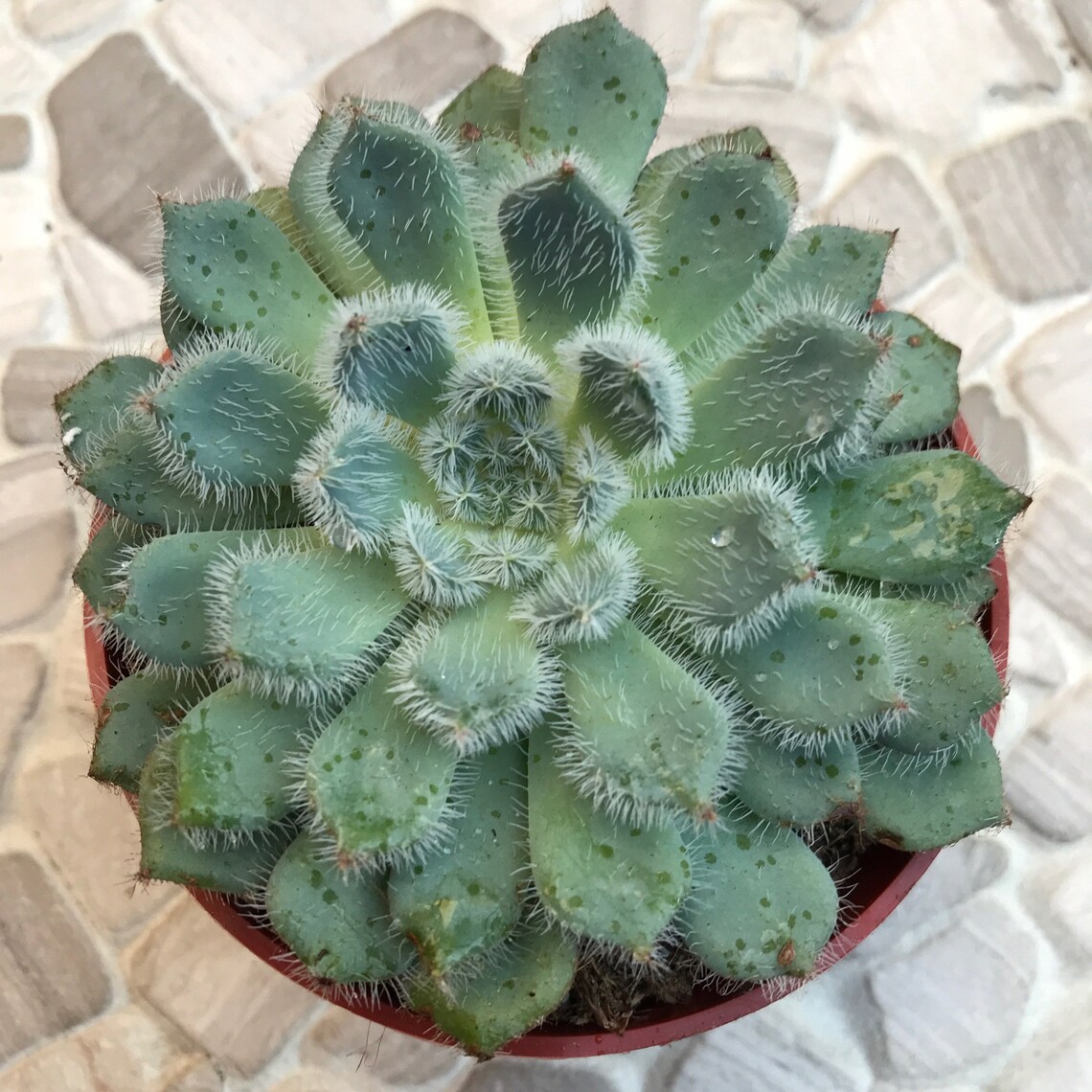 Echeveria Setosa mexican Firecracker - Etsy