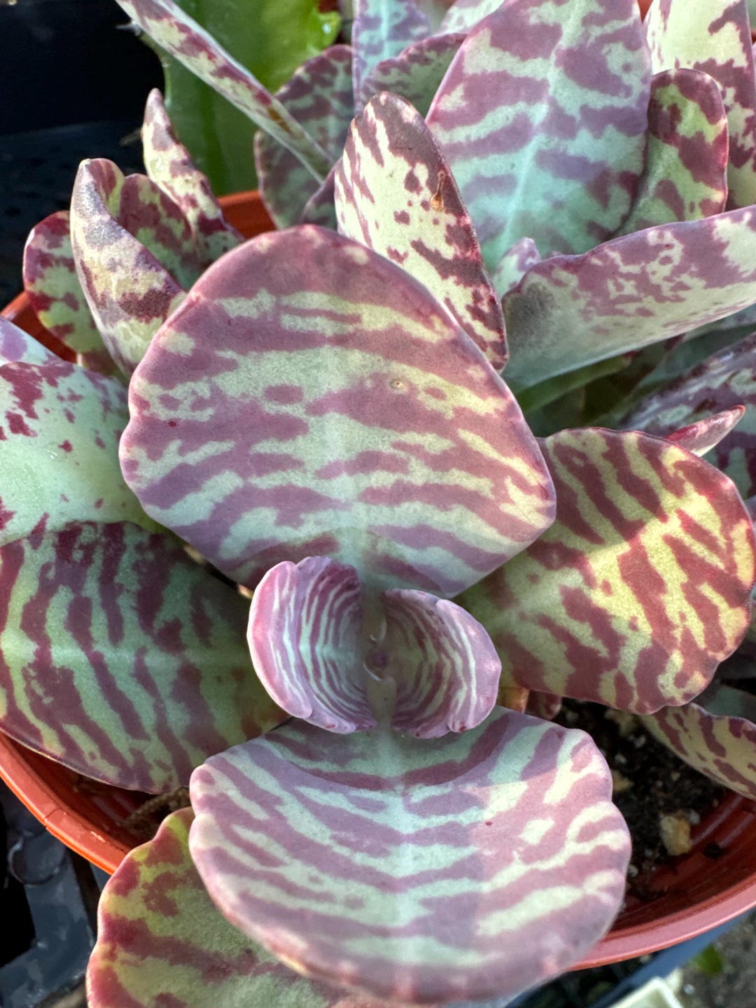 Kalanchoe Humilis “desert Surprise” - Etsy
