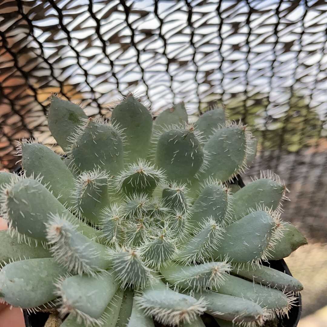 Echeveria Setosa mexican Firecracker - Etsy