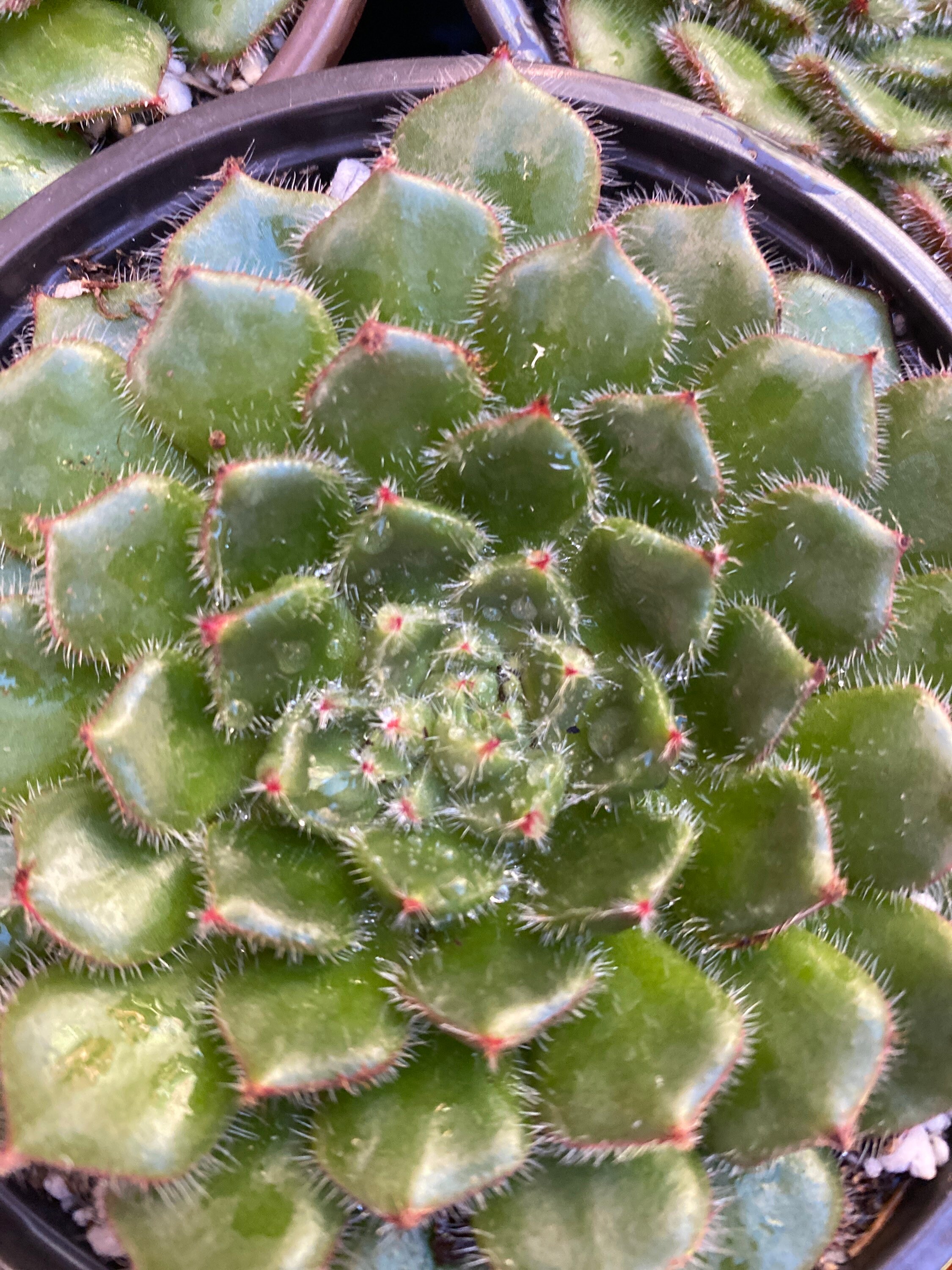 Echeveria Setosa mexican Firecracker - Etsy