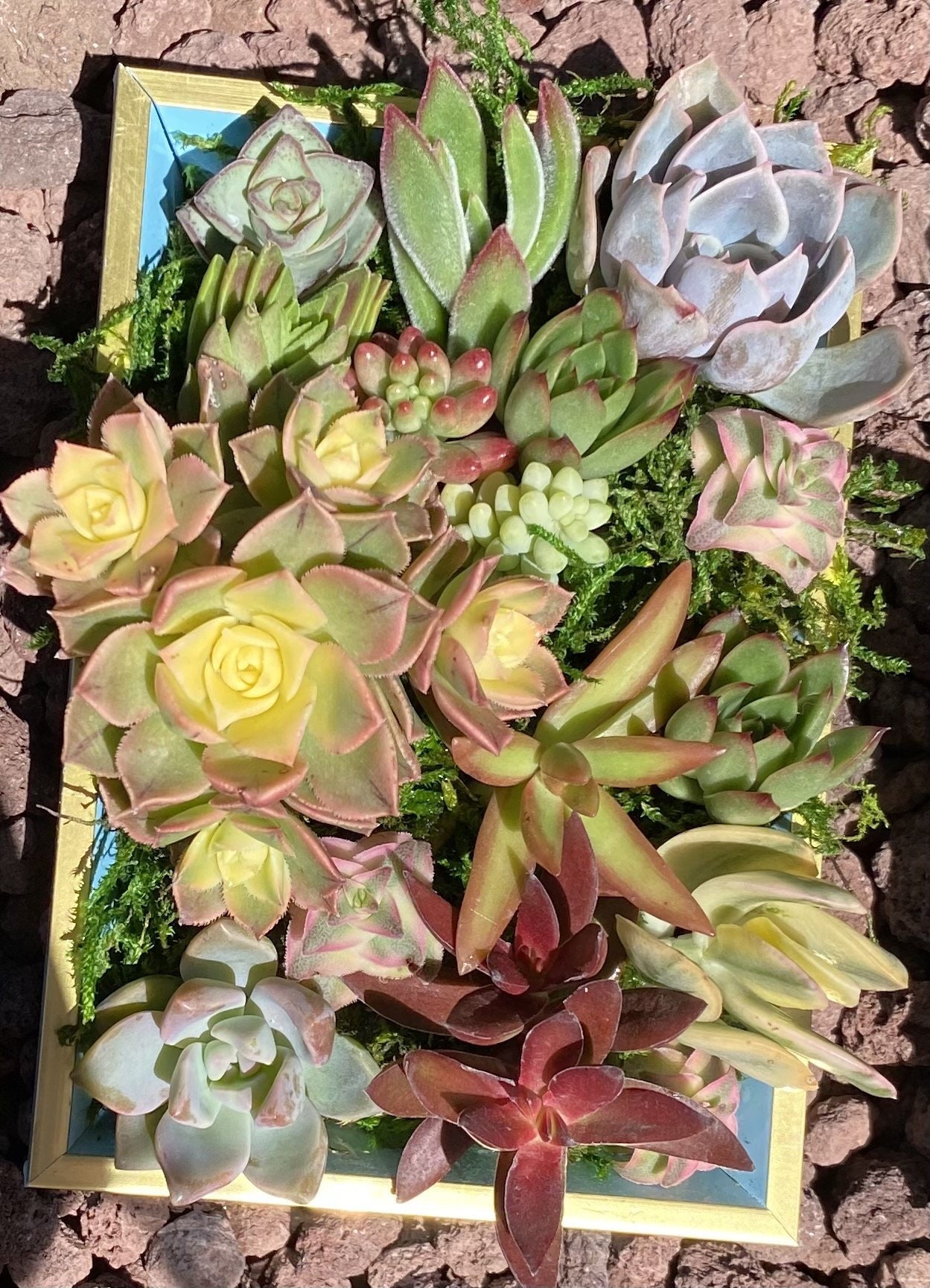 Framed Succulent Arrangement | Etsy