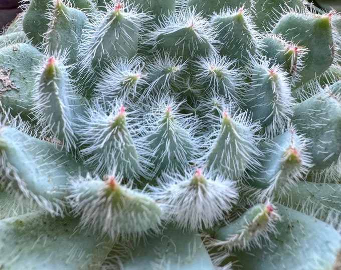 Echeveria Setosa mexican Firecracker - Etsy