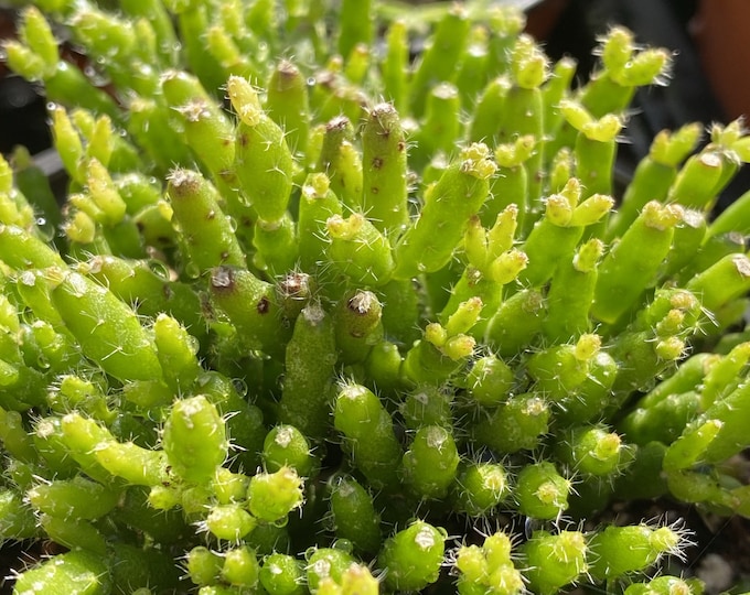 Hatiora Salicorniodes dancing Bones cactus - Etsy