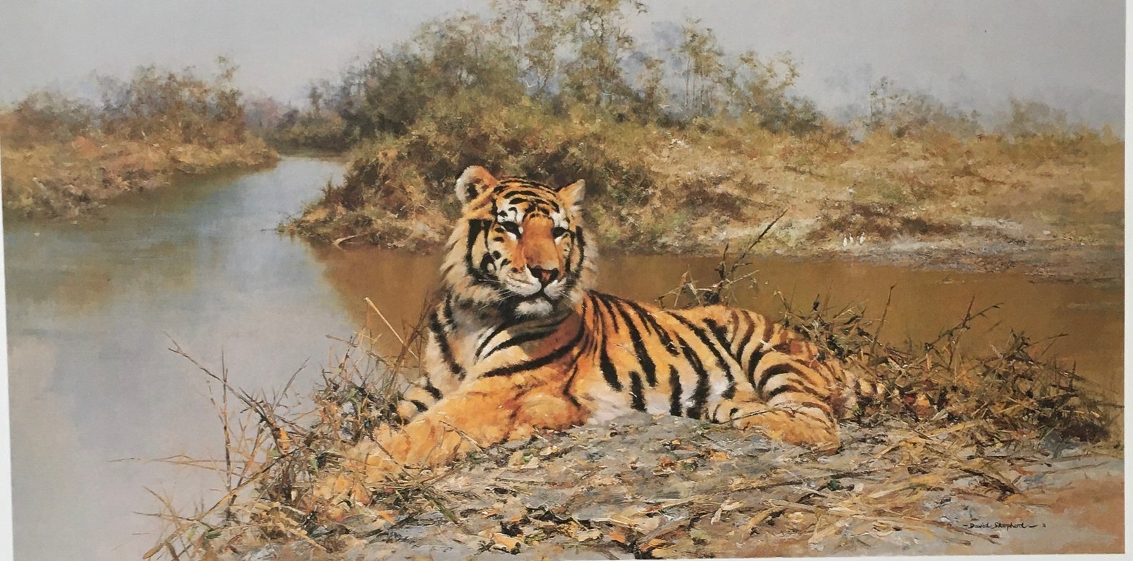Original Vintage Print by David Shepherd 1985. Tiger in the Sun. Wall ...