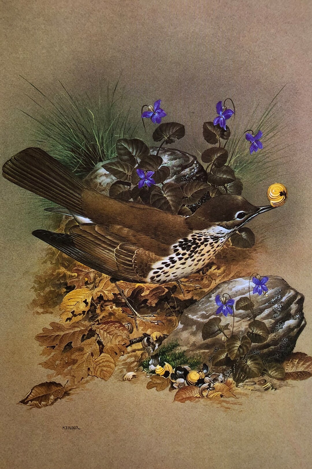 Original Vintage Print 1979 by Maurice Pledger. Garden Birds. Song ...