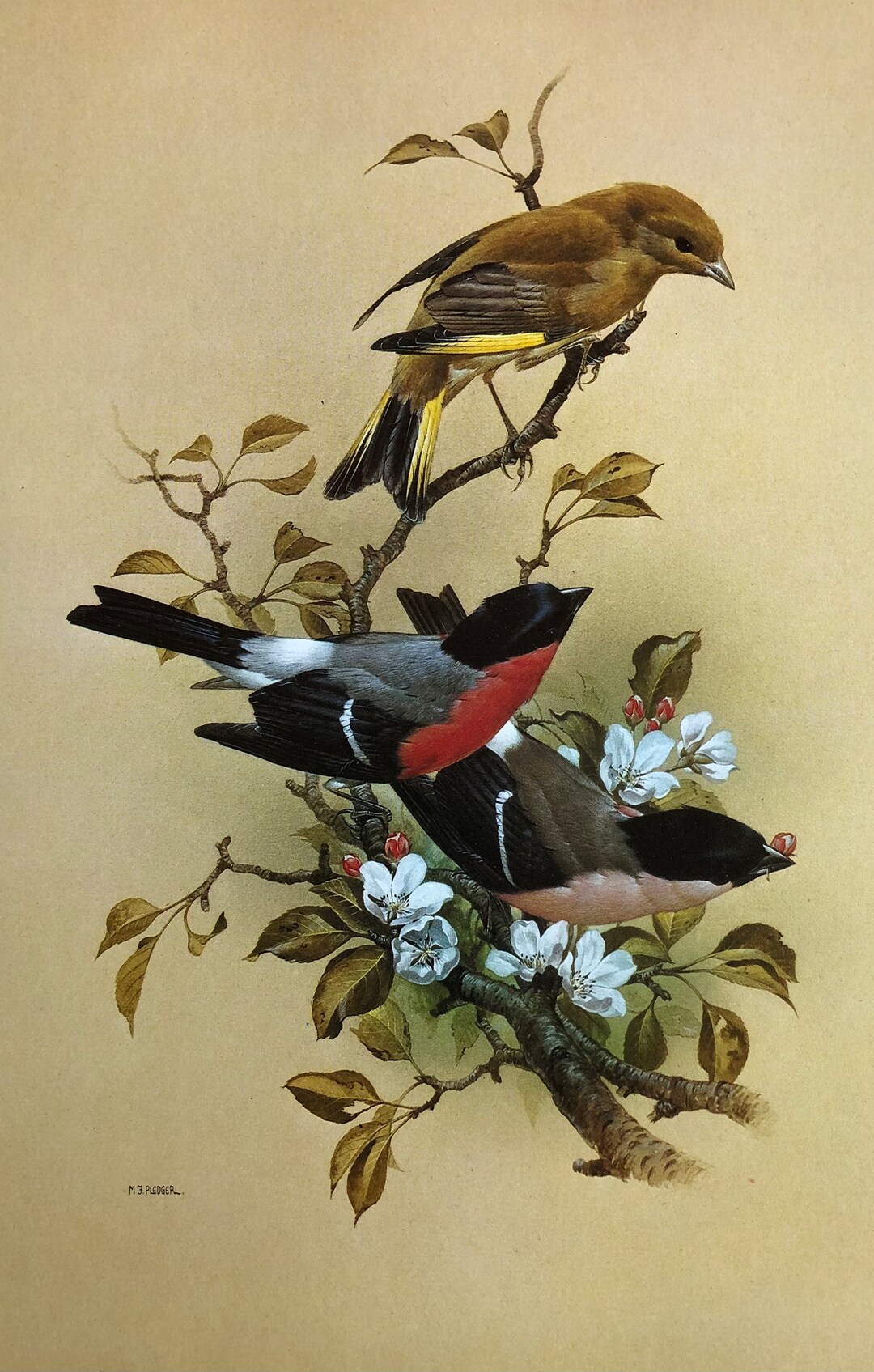 Original Vintage Print 1979 by Maurice Pledger. Garden Birds. Bullfinch ...