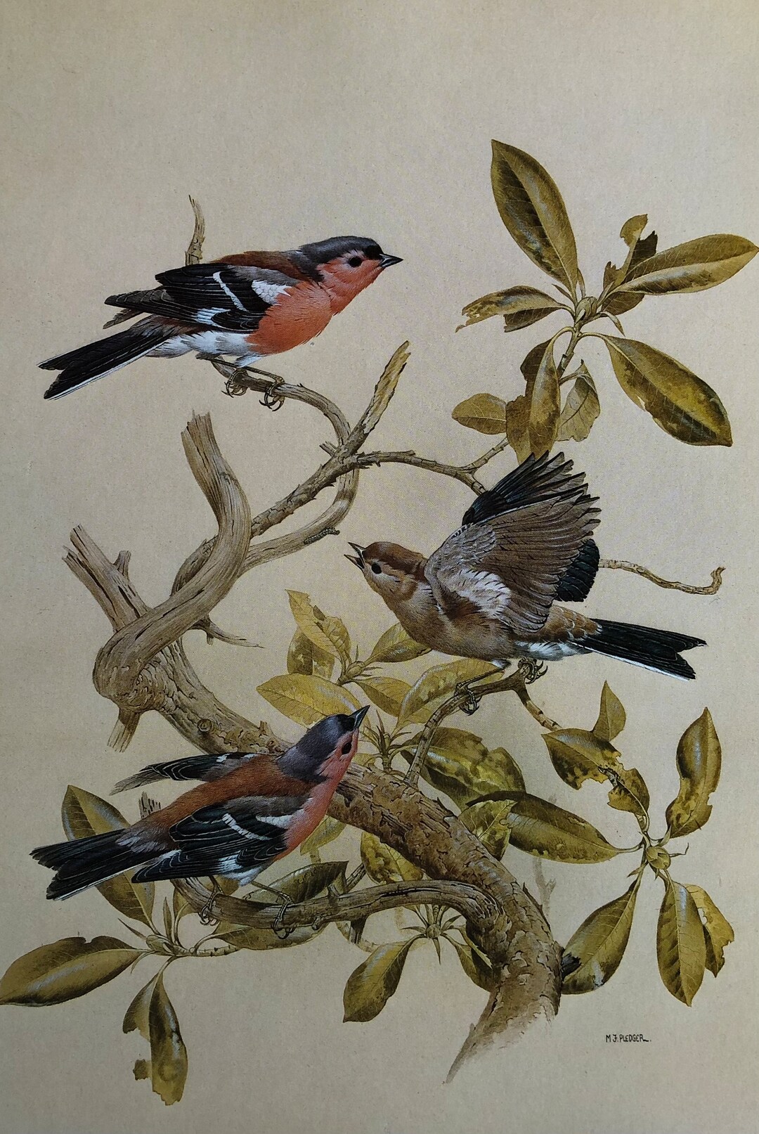 Original Vintage Print 1979 by Maurice Pledger. Garden Birds. Chaffinch ...