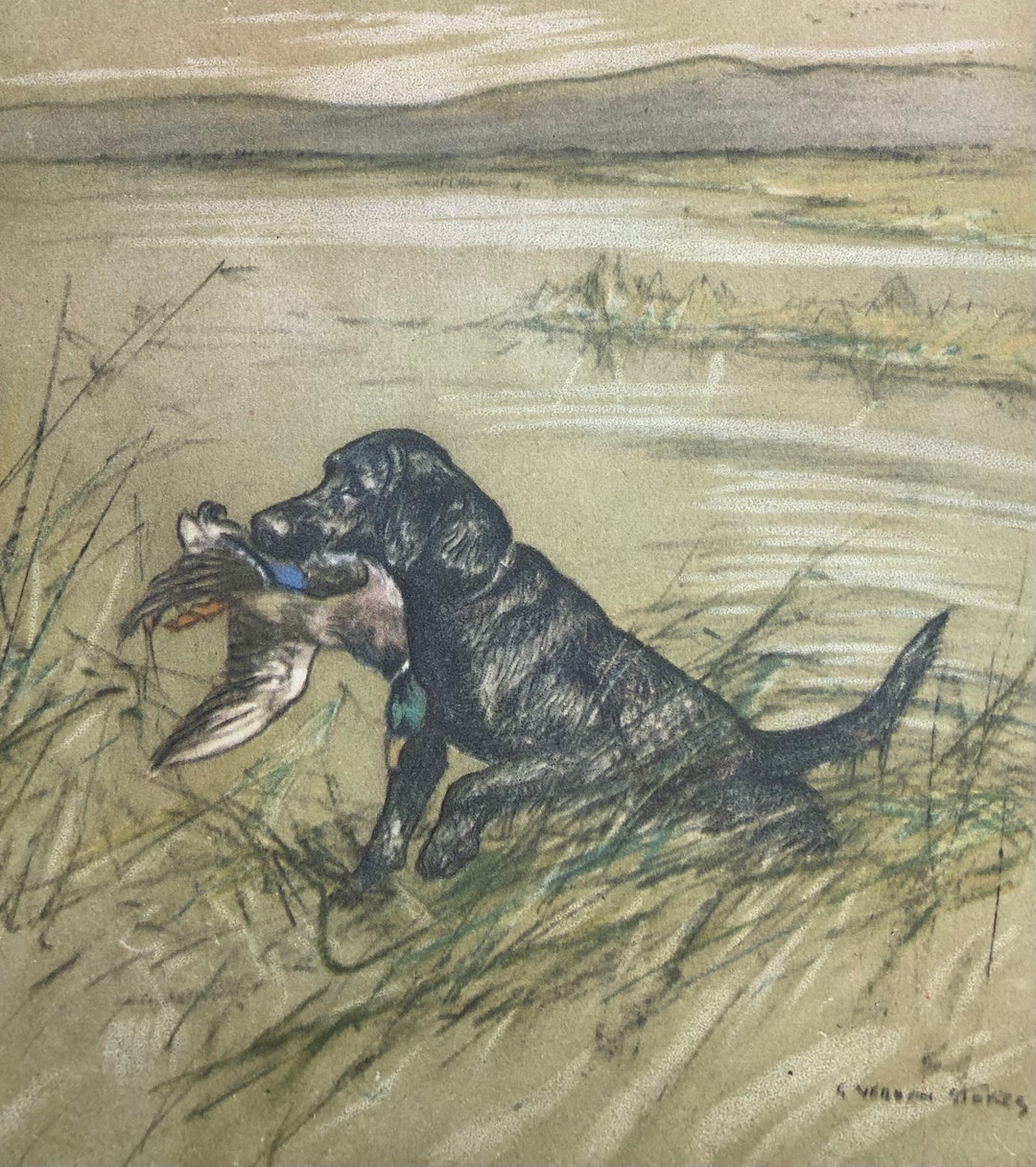 Original Vintage Print 1947 by G. Vernon Stokes. Labrador. British ...