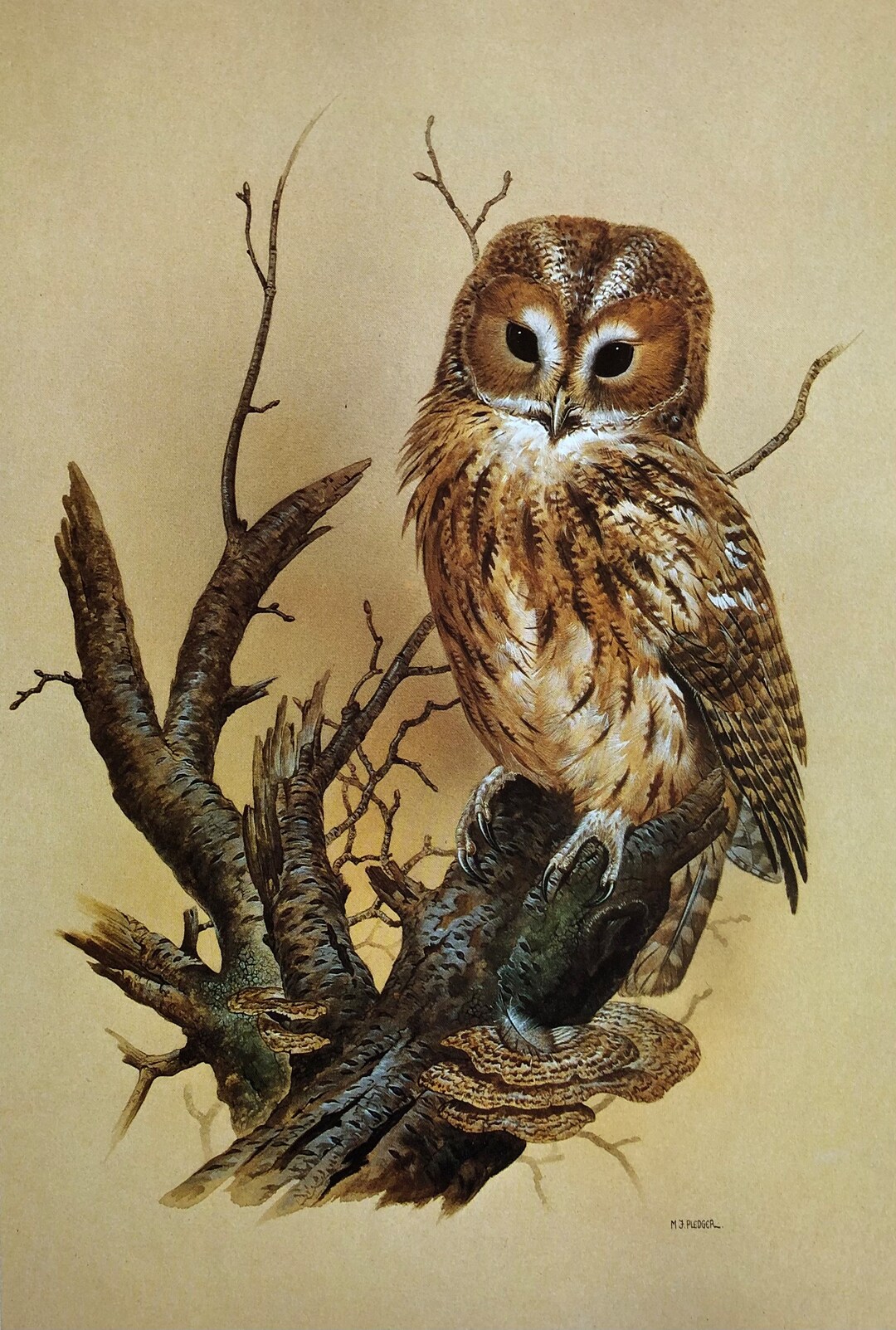 Original Vintage Print 1979 by Maurice Pledger. Garden Birds. Tawny Owl ...