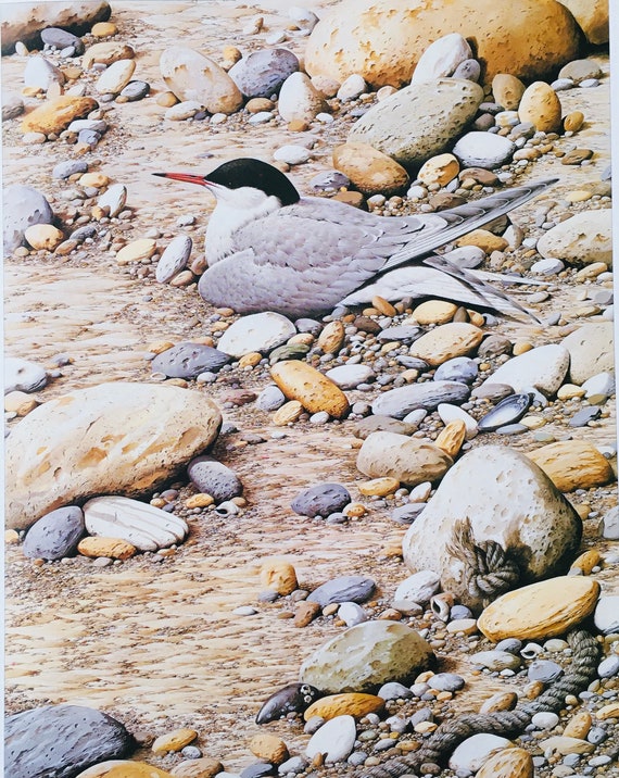 Common Tern. Original Vintage Colour Print of Birds by Terance - Etsy