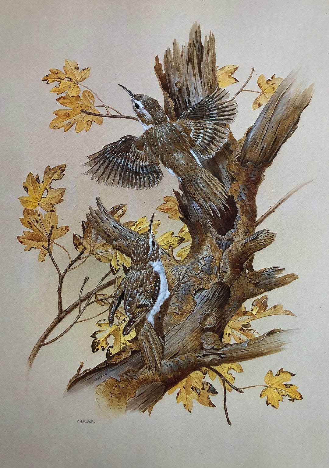 Original Vintage Print 1979 by Maurice Pledger. Garden Birds. Tree ...