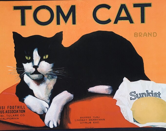 Original Vintage Print of Cats. 1976. Tom Cat. Black and White - Etsy