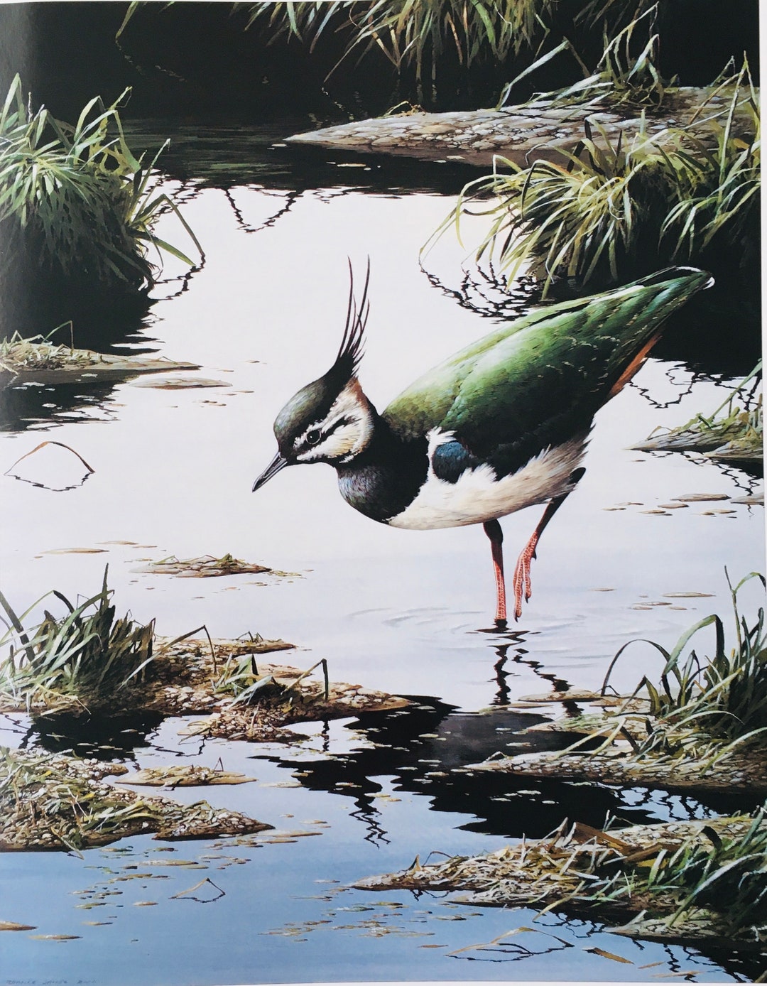 Lapwing. Original Vintage Colour Print of Birds by Terance James Bond ...