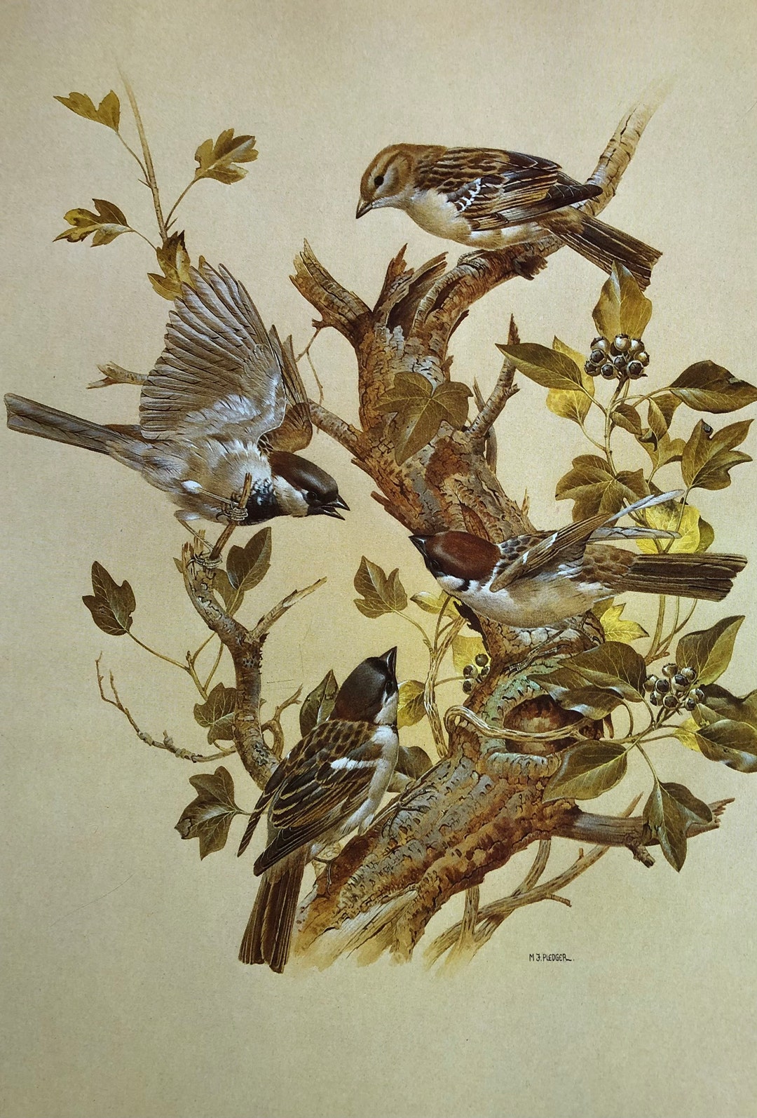 Original Vintage Print 1979 by Maurice Pledger. Garden Birds. House and ...