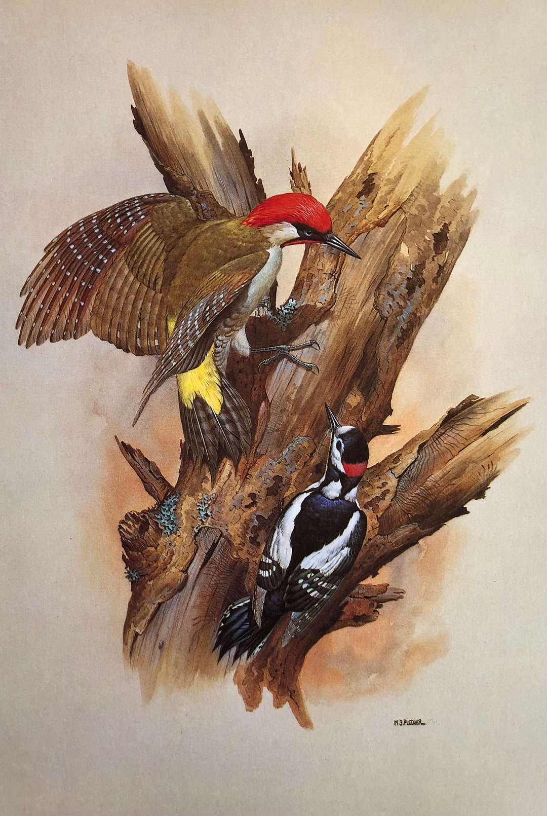 Original Vintage Print 1979 by Maurice Pledger. Garden Birds. Green and ...