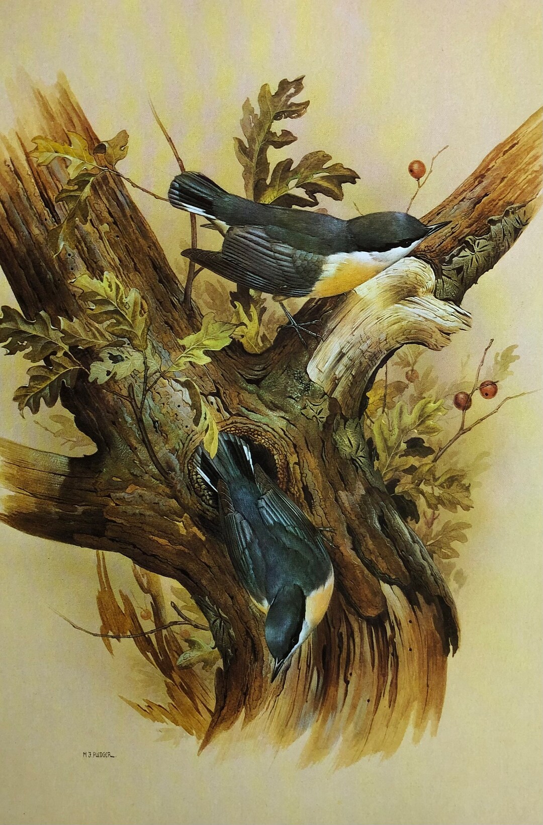 Original Vintage Print 1979 by Maurice Pledger. Garden Birds. Nuthatch ...