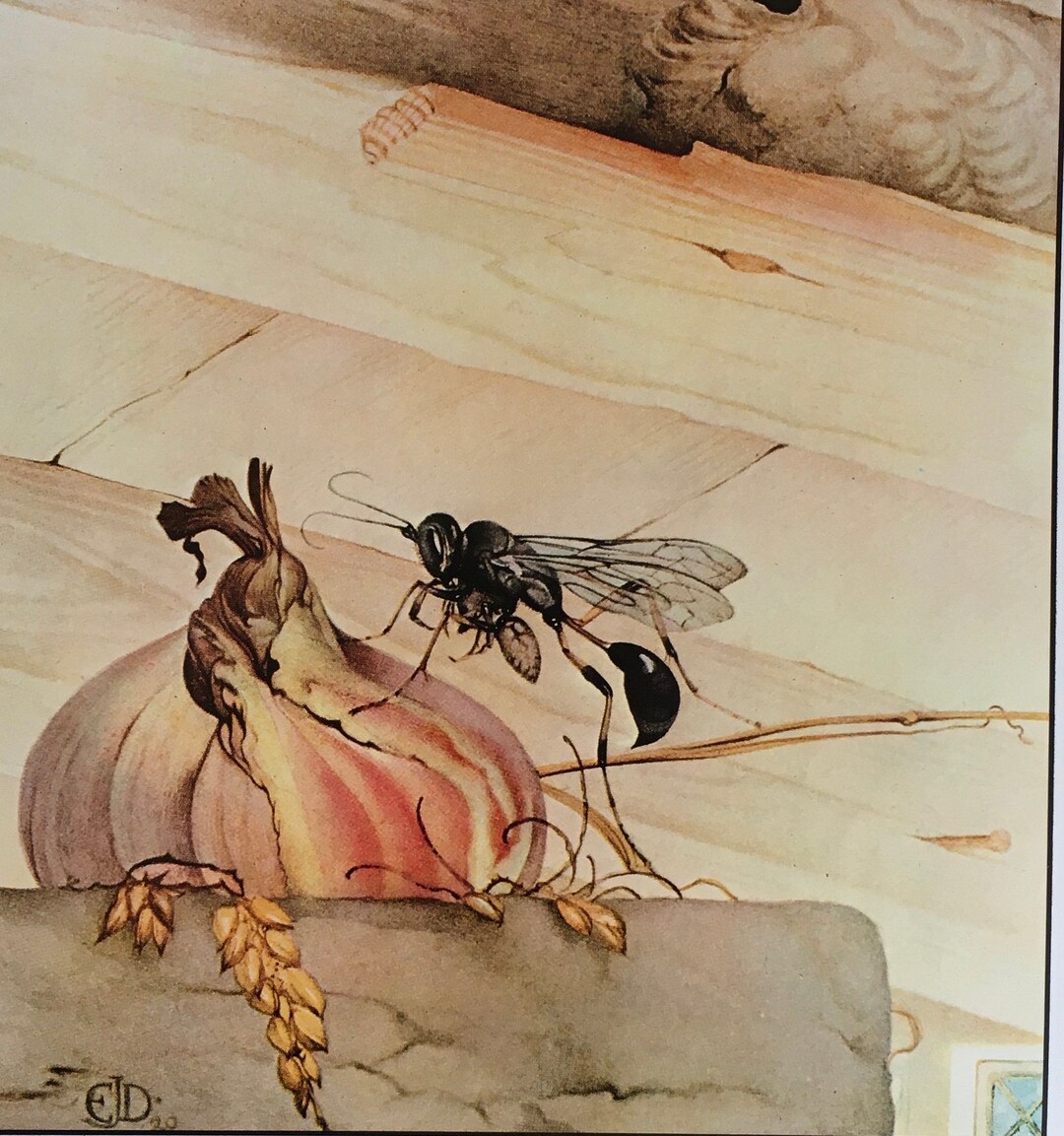 Original Vintage Print by Detmold 1976. Pelopaeus Spirifex. Fabre's ...