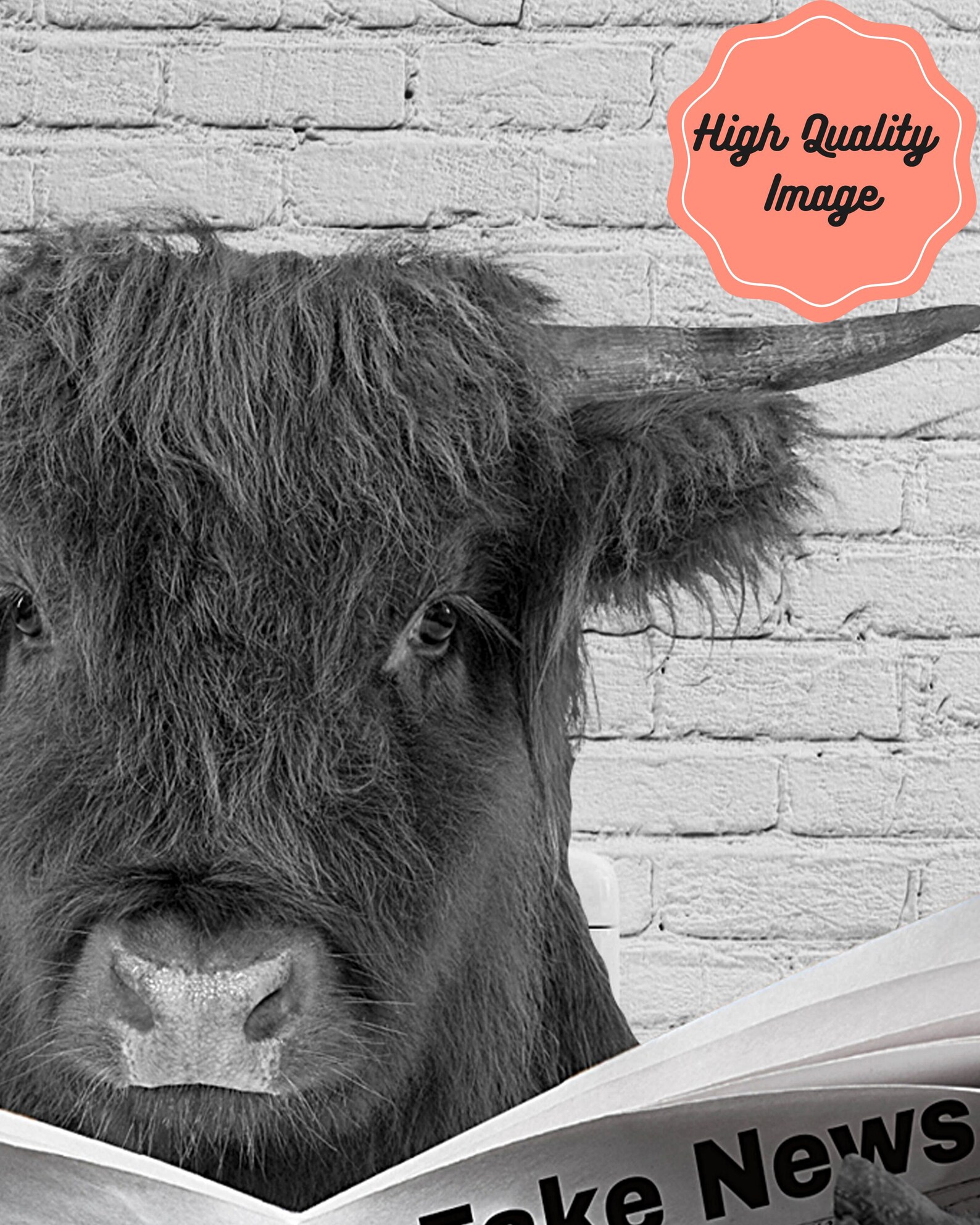 Scottish Highland Cow on Toilet Reading Newspaper Cow in - Etsy