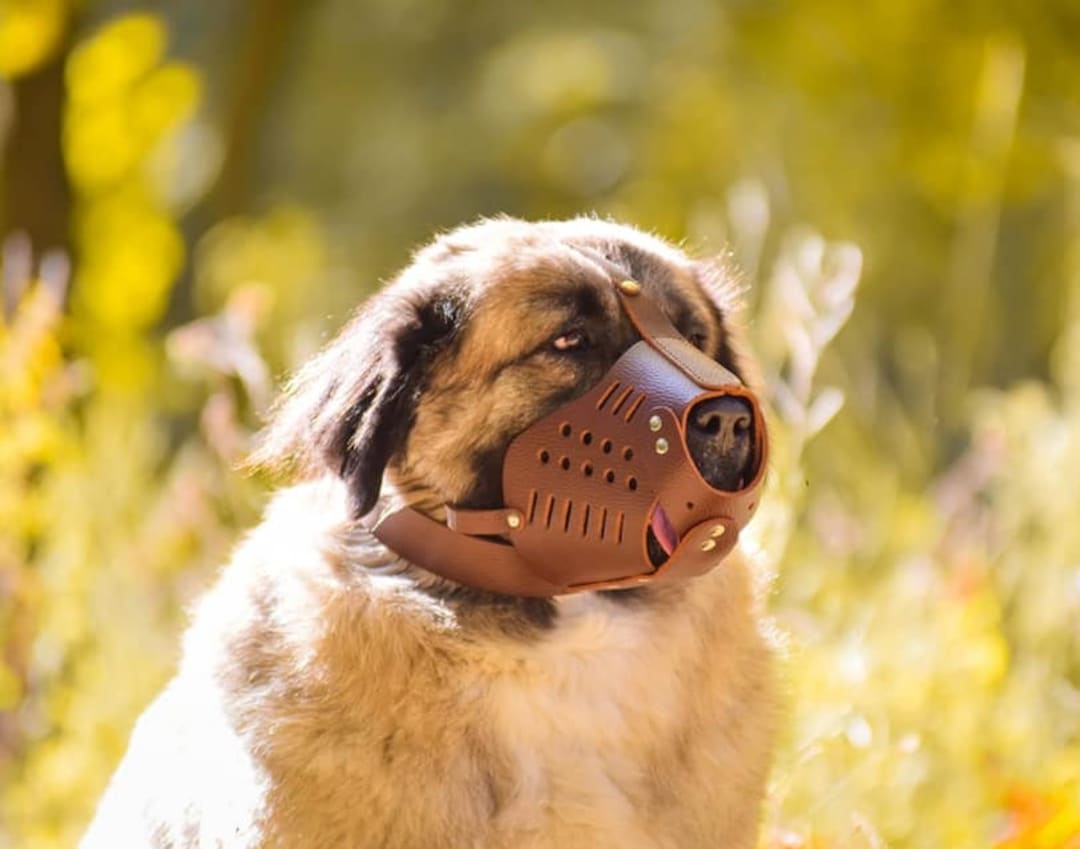 Leather Dog Muzzle: XL/XXL for Mastiff, Caucasian Shepherd - Etsy