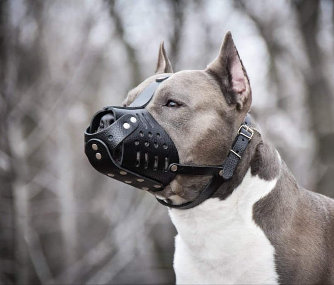 Leather Dog Muzzle Pit Bull Pitbull Amstaff Staffordshire - Etsy
