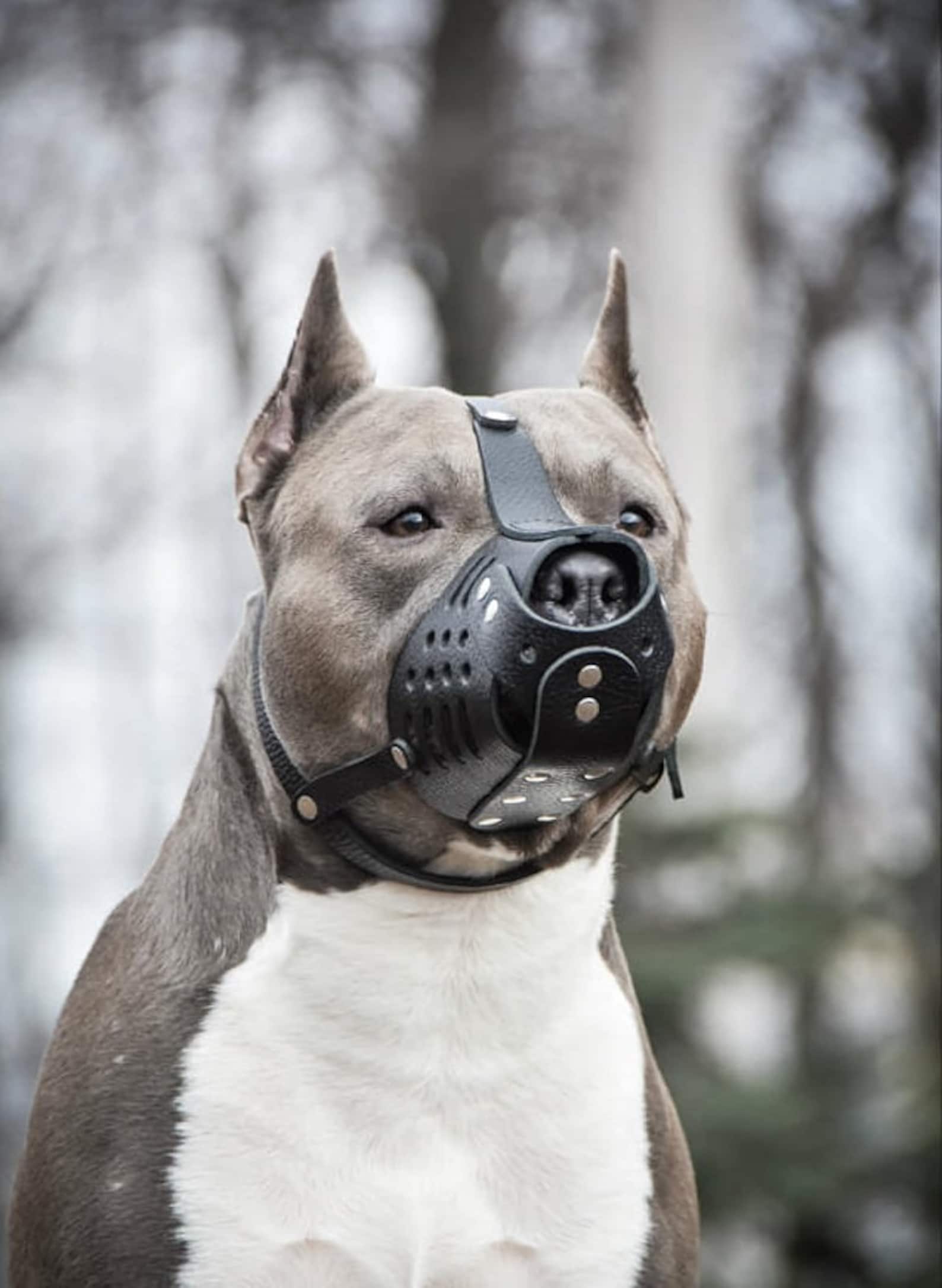 Leather Dog Muzzle Pit Bull Pitbull Amstaff Staffordshire - Etsy