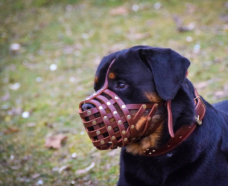 Rottweiler Muzzle Leather Dog Muzzle Dog Muzzle for - Etsy