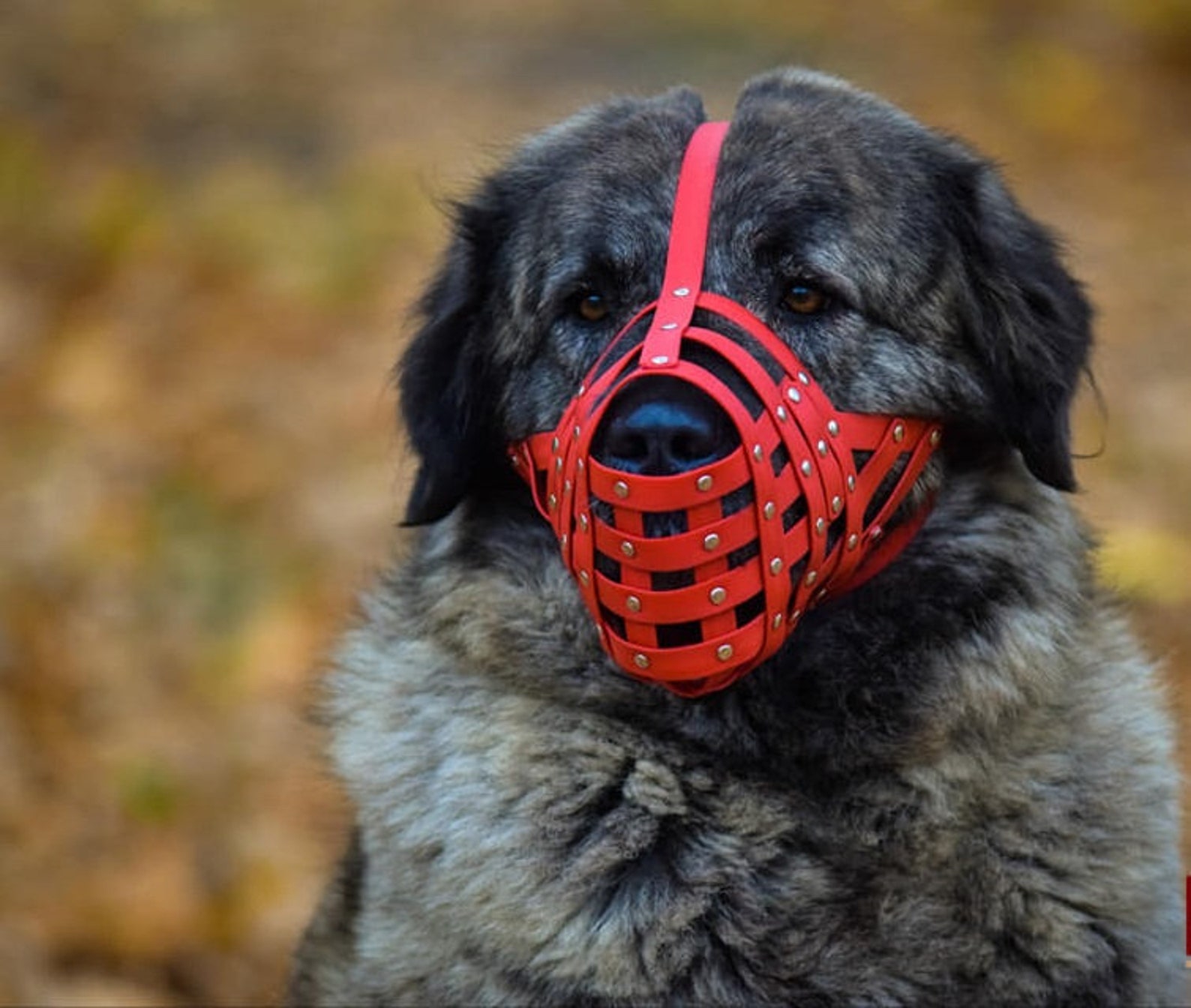 Neapolitan Mastiff Muzzle Mastino Napolitano Muzzle Biothane - Etsy