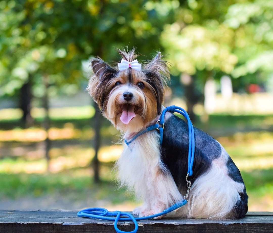 Rolled Leather Dog Harness With Matching Leasher From Soft Calf Leather ...