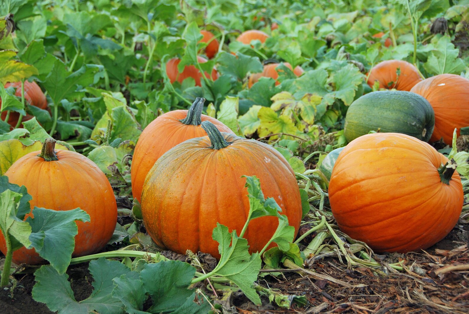 Live Jack O Lantern Pumpkin Plant Pl ntula Maceta De Etsy live-jack-o-lantern-pumpkin-plant-pl-ntula-maceta-de-etsy