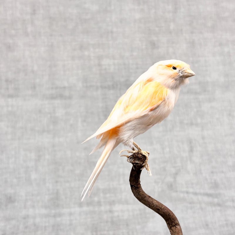 Canary Taxidermy - Etsy