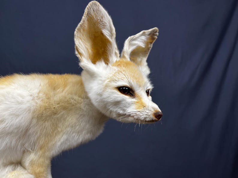 Fennec Preparation – Desert Fox (vulpes Zerda) | Taxidermy Mammalian ...
