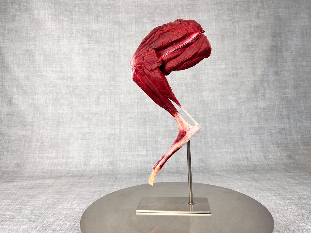 Red Fox Leg Red Fox Leg Vulpes Vulpes Anatomy Anatomy Taxidermy Animal ...