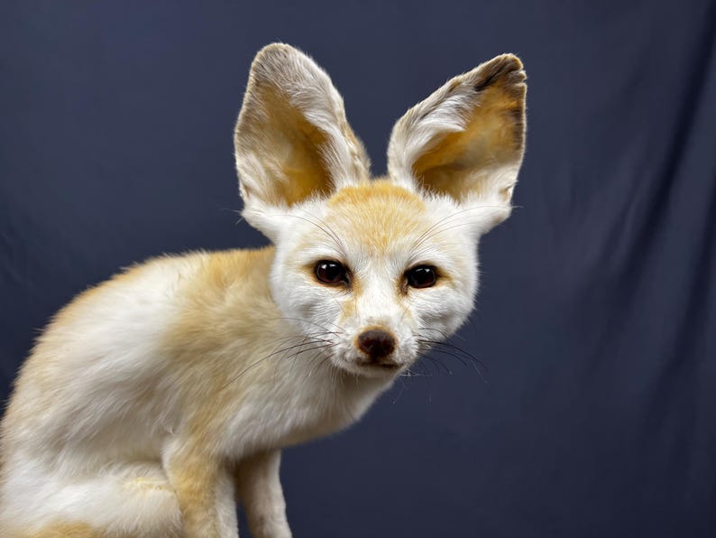 Fennec Preparation – Desert Fox (vulpes Zerda) | Taxidermy Mammalian ...