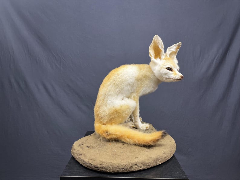 Fennec Preparation – Desert Fox (vulpes Zerda) | Taxidermy Mammalian ...