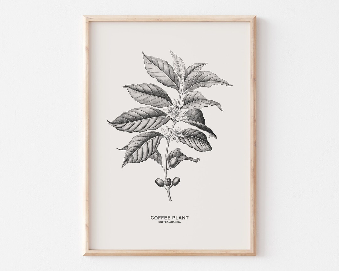 Cop04/coffee Botanical Print, Coffea Arabica, Illustration, Minimalist ...