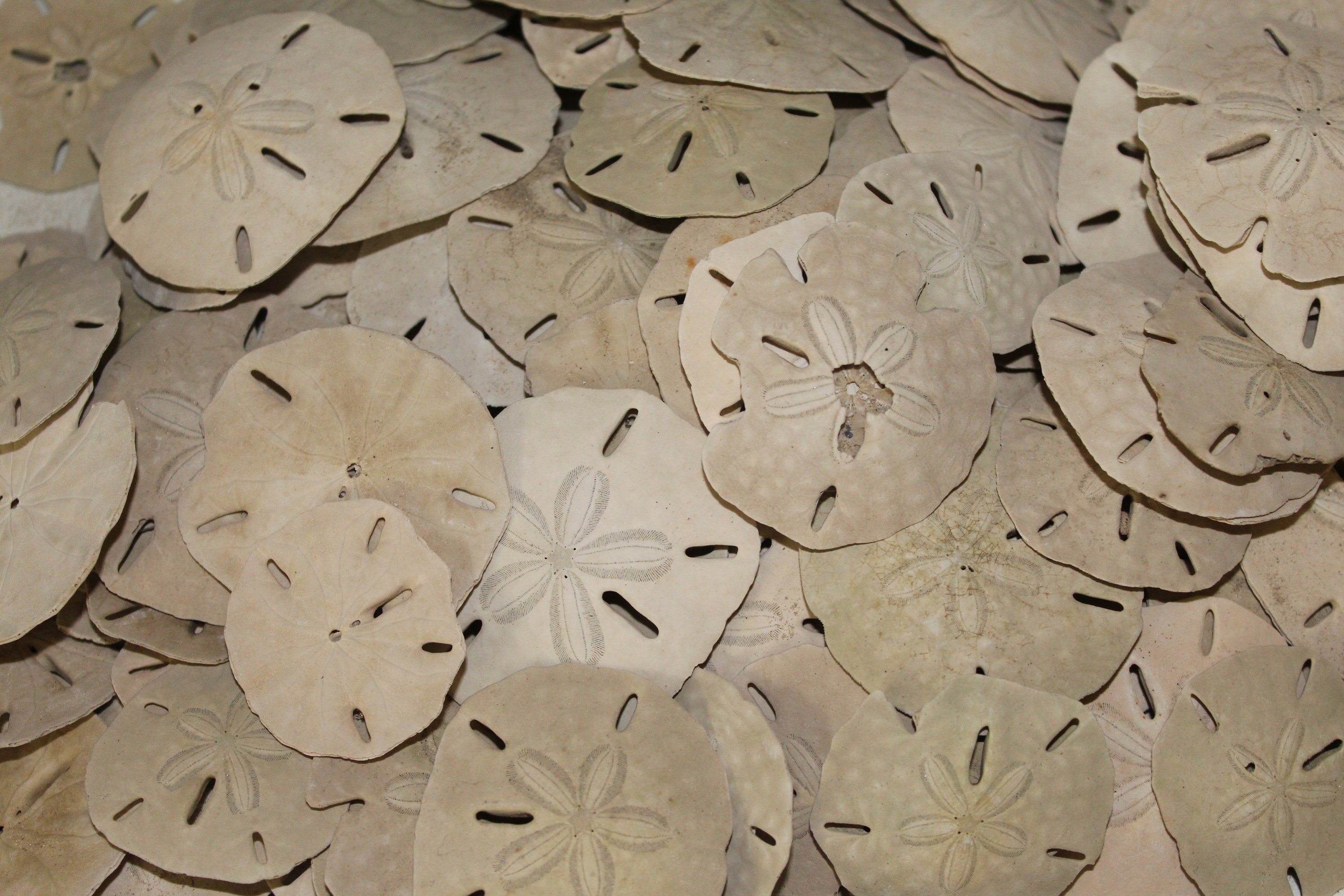 Sand Dollars-size 1-2 sand Dollar Bulk-seashell Bulk-mini Sand Dollar ...