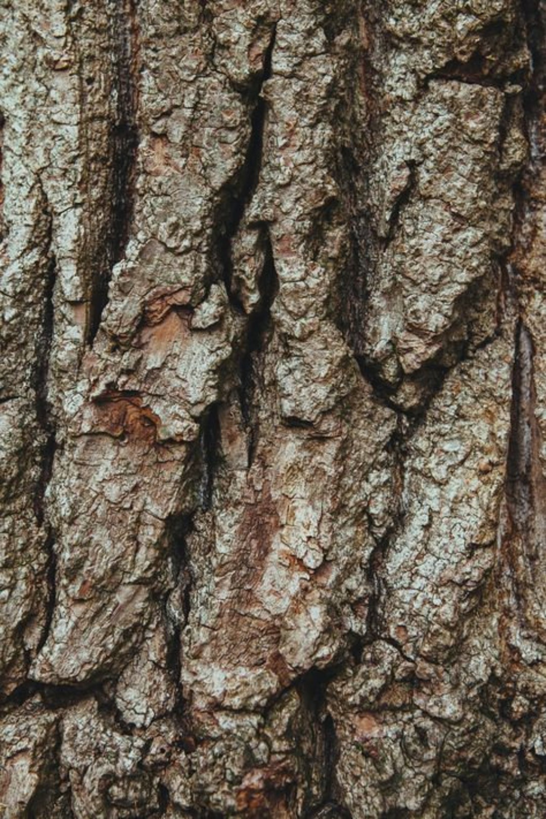 Tree Bark, Mini Bark Pieces, Forest, Craft Material, Creative, Natural ...